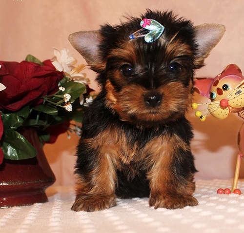 yorkie puppies for free adoption - You Can Advertise - Classified Ads ...