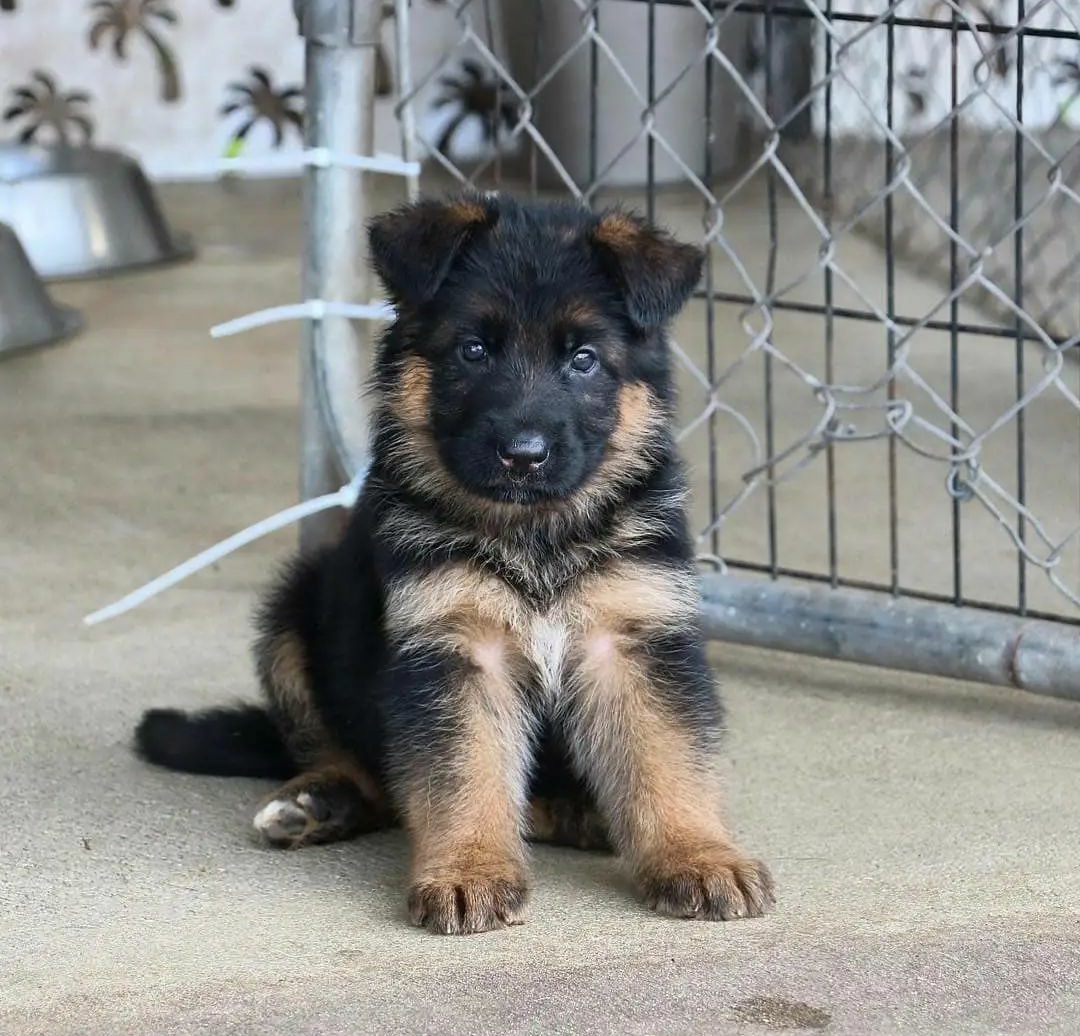 German Shepherd Puppies – Ready now - You Can Advertise - Classified ...