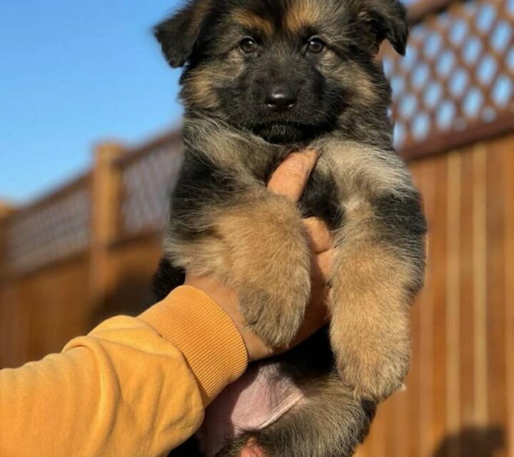 German Shepherd Puppies – Ready now - You Can Advertise - Classified ...