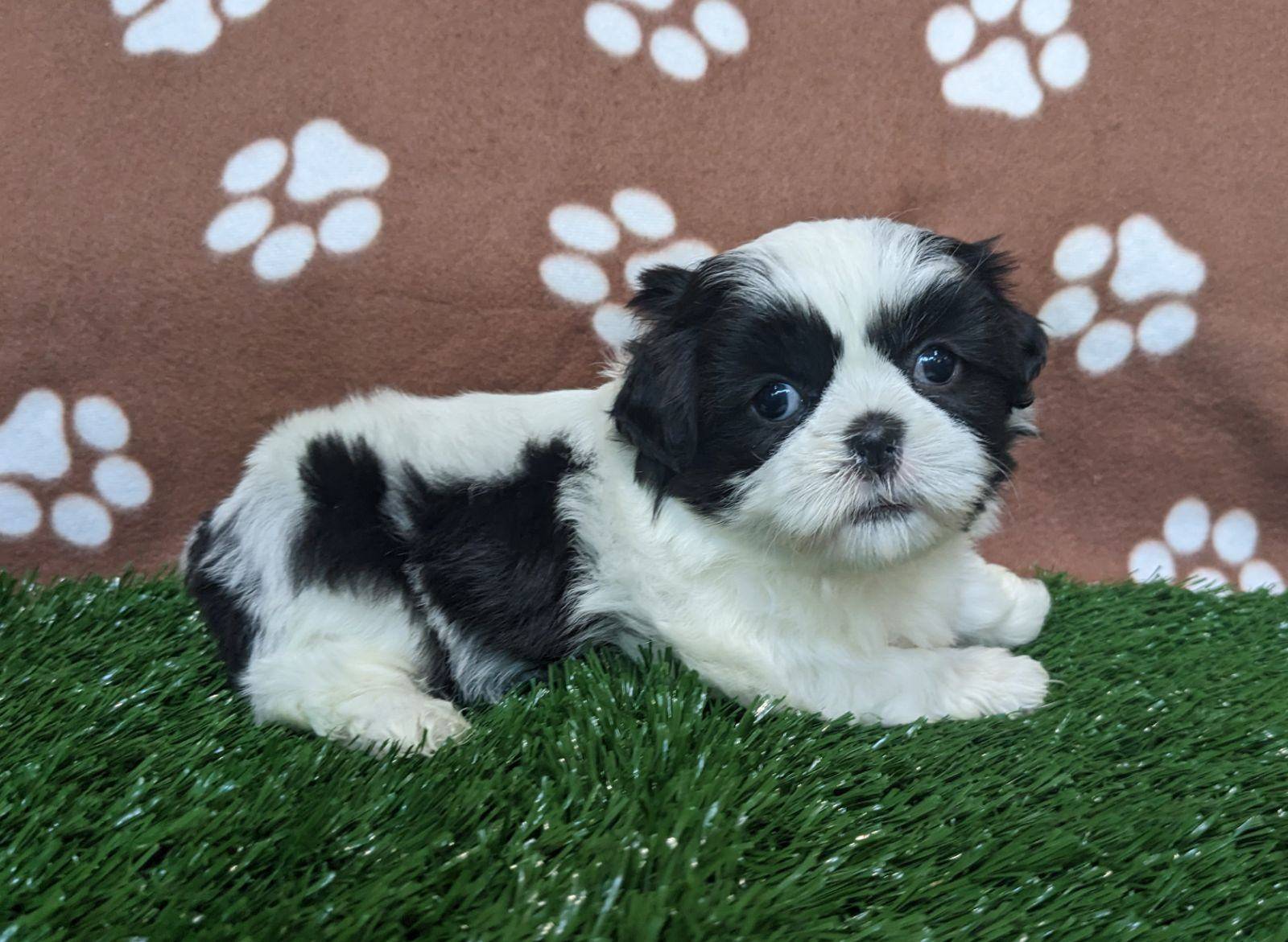 Adorable Shih Tzu puppy 1 girl left!! - You Can Advertise - Classified ...