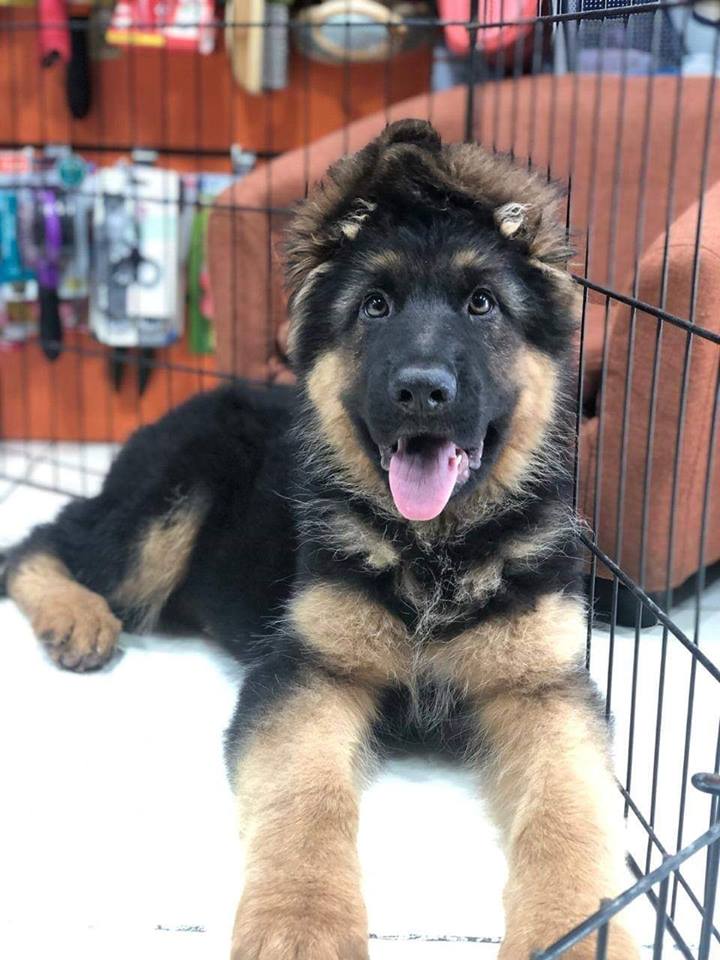 German Shepherd Puppies - You Can Advertise - Classified Ads ...